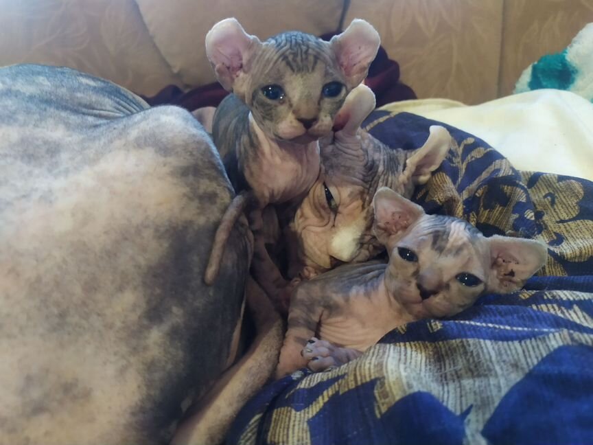 Бронь на котят Канадского сфинкса