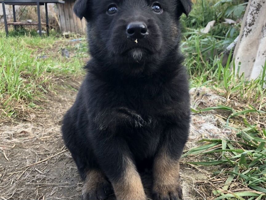 Щенки в добрые руки