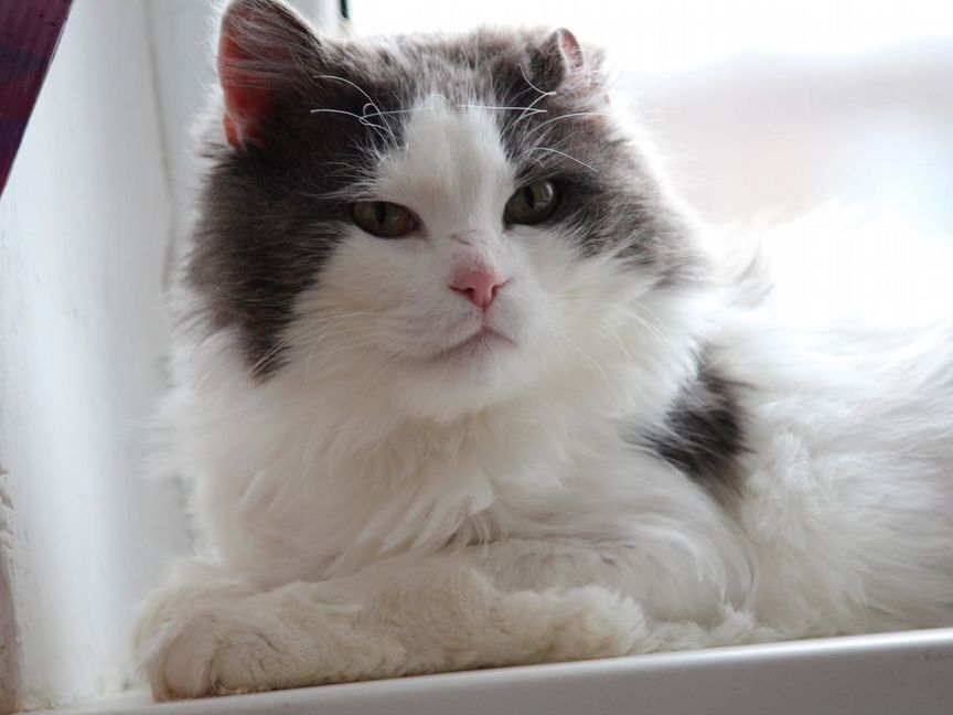 Кот Каспер