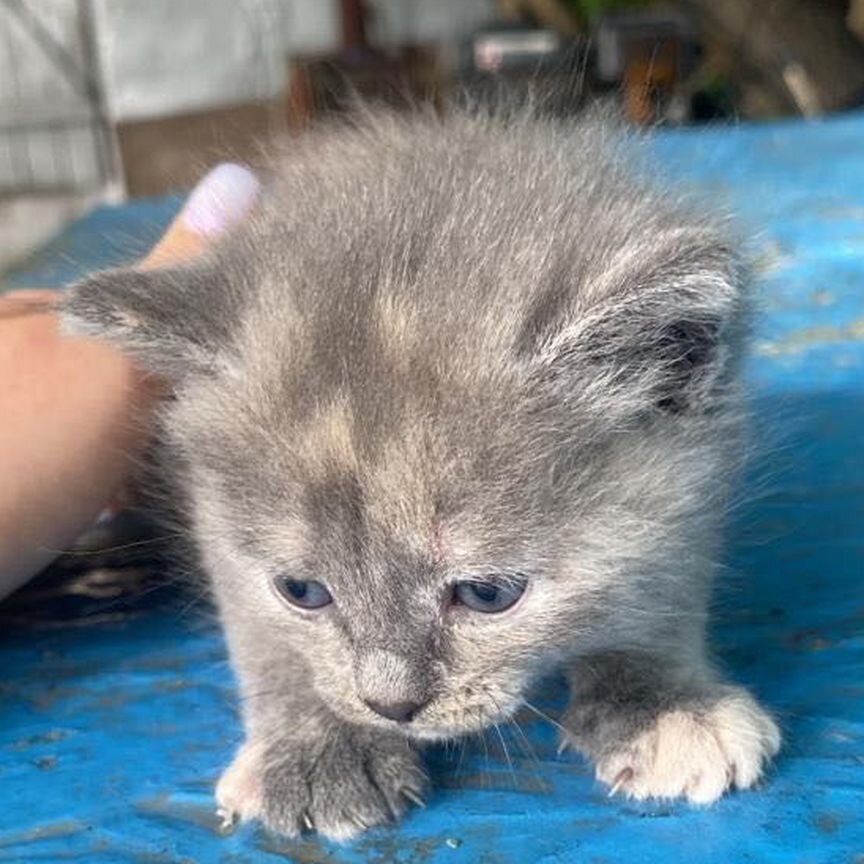 Сиамский котёнок