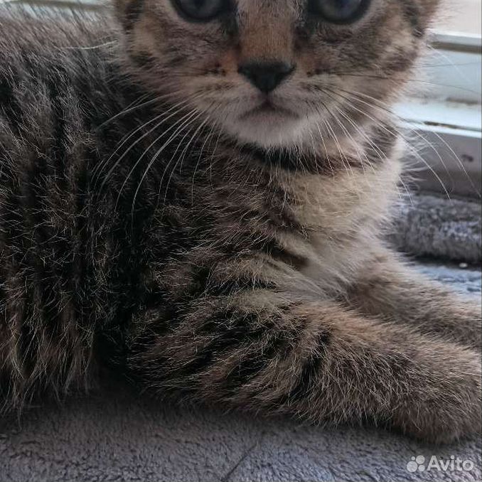 Отдам котят Скотиш страйт