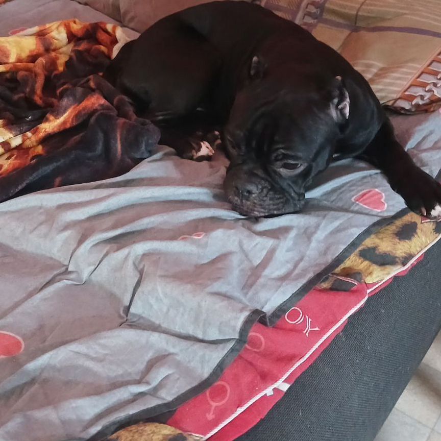 Американский булли, щенок