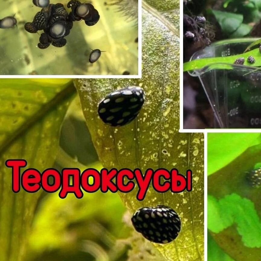 Улитка Theodoxus Fluviatilis