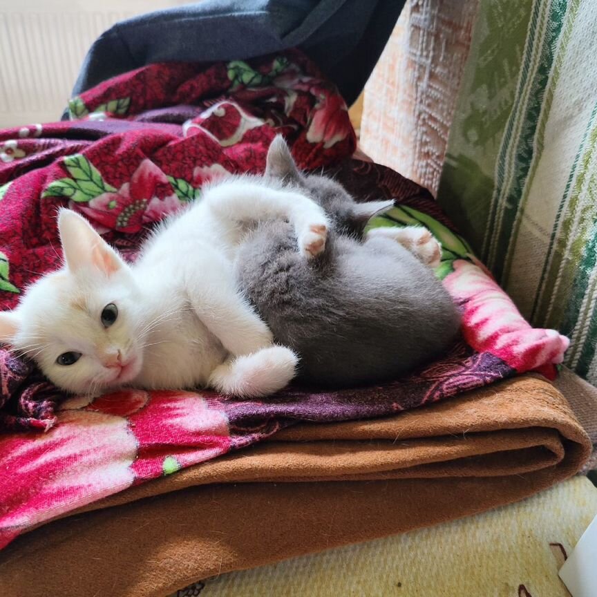 Котята в добрые руки бесплатно