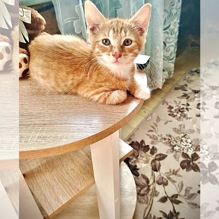 Котята в добрые руки бесплатно маленькие