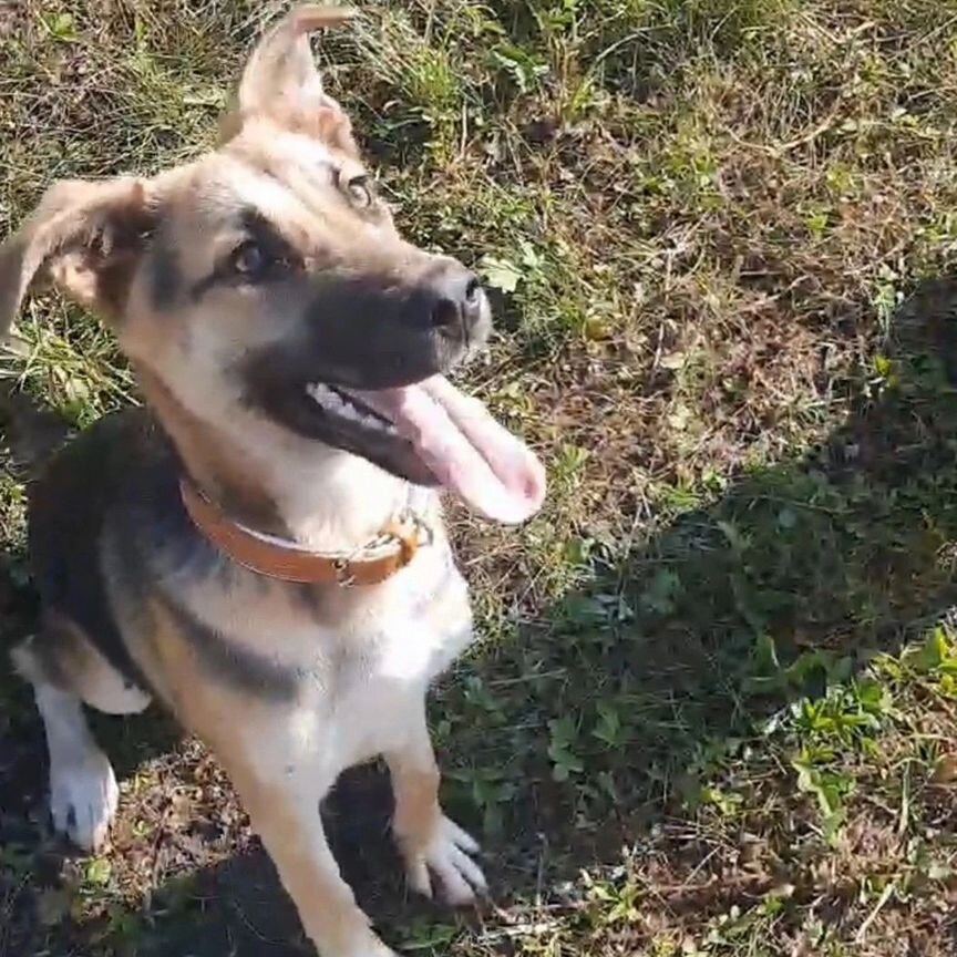 Ника ждёт заботливого, любящего хозяина