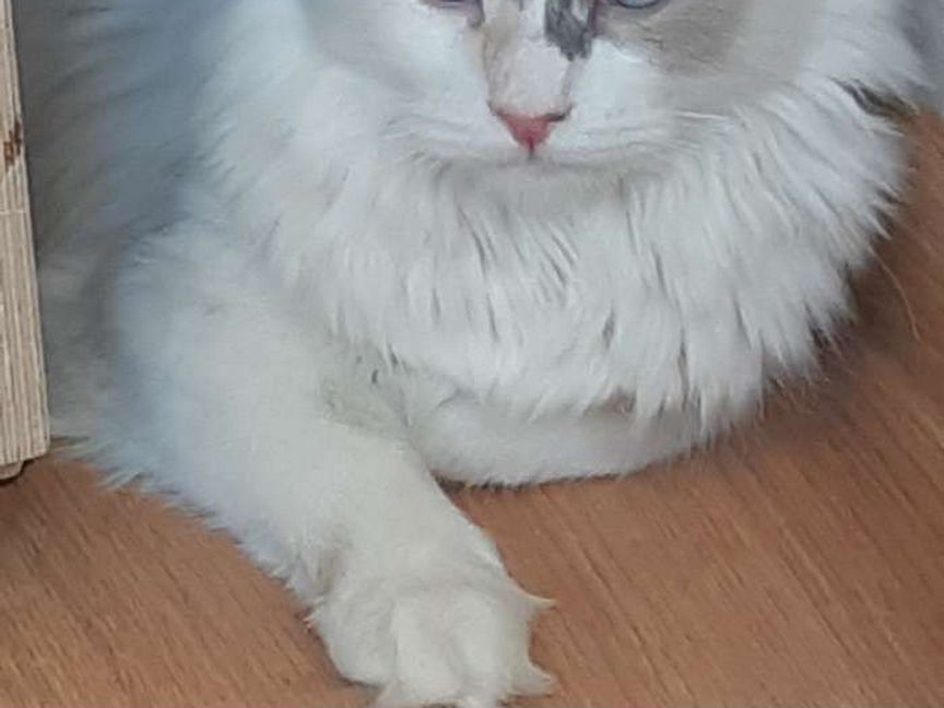 Невская маскарадная в добрые руки