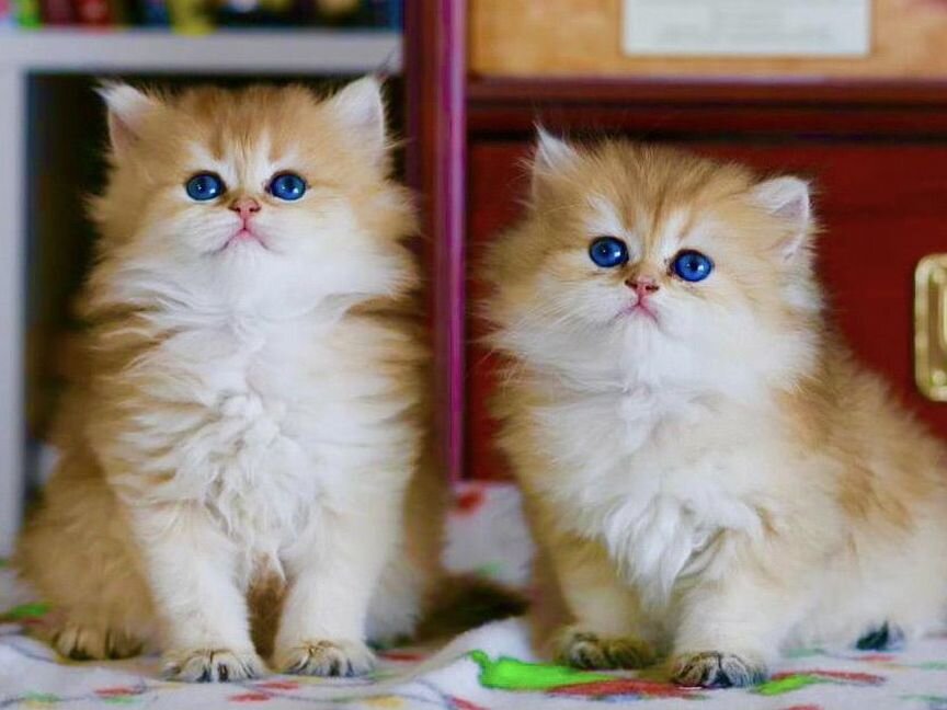 Шикарная девочка золотой шиншиллы