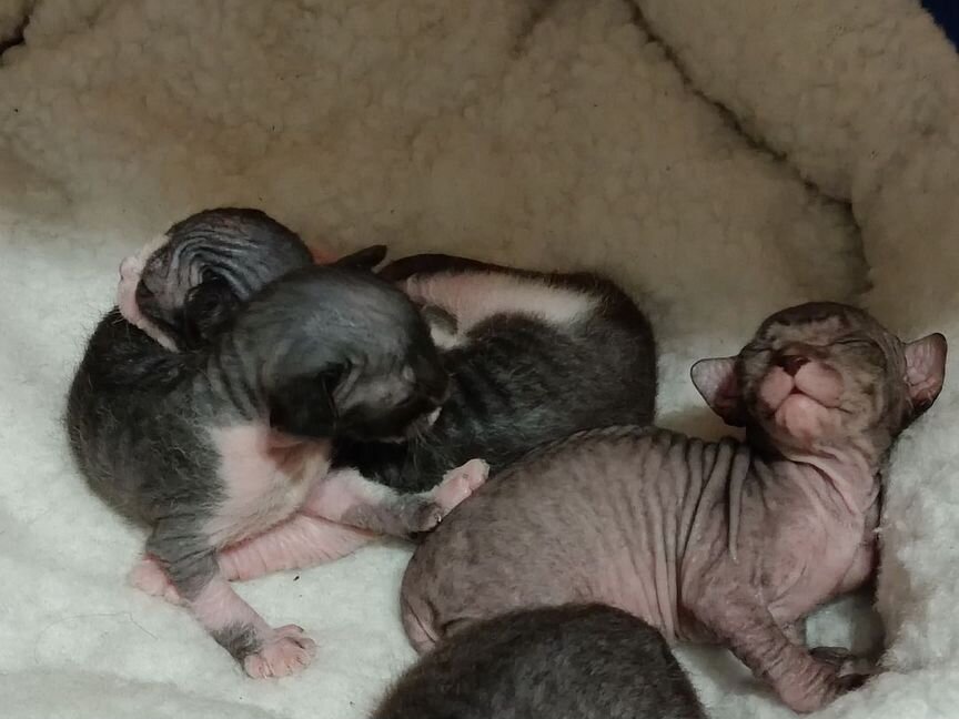 Донской сфинкс котята