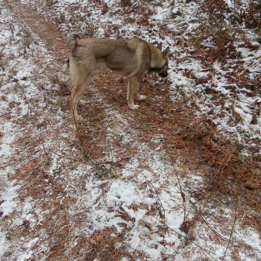 Западно сибирская лайка