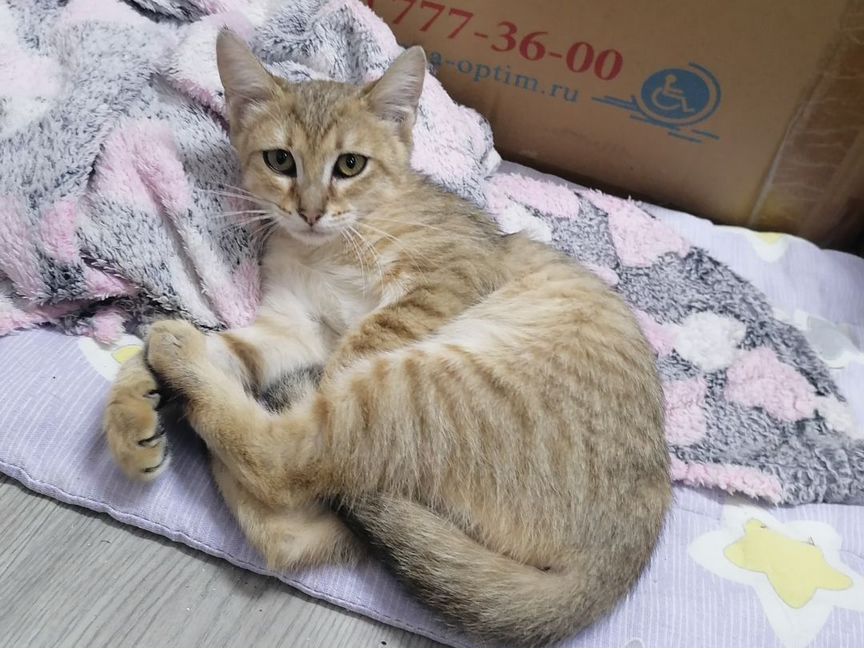 Котенок в дар