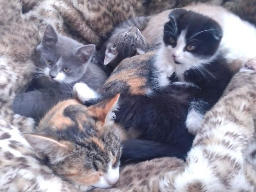 Котята в добрые руки