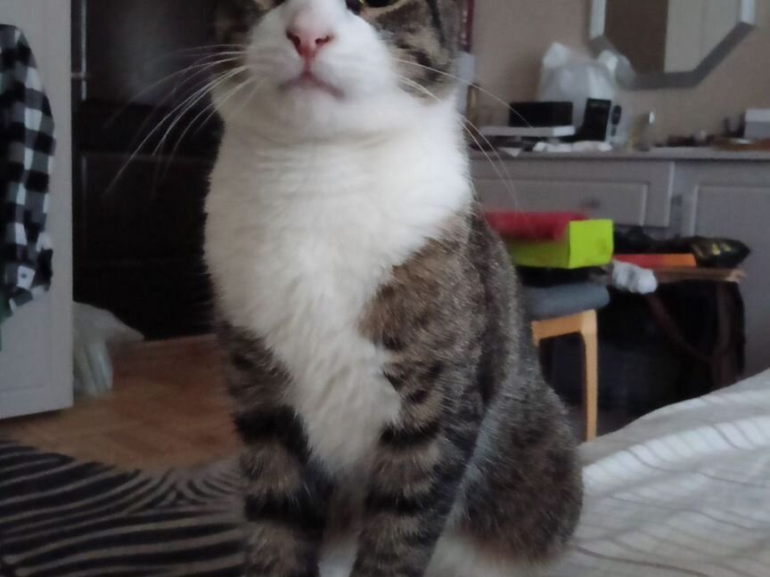 Котëнок в добрые руки