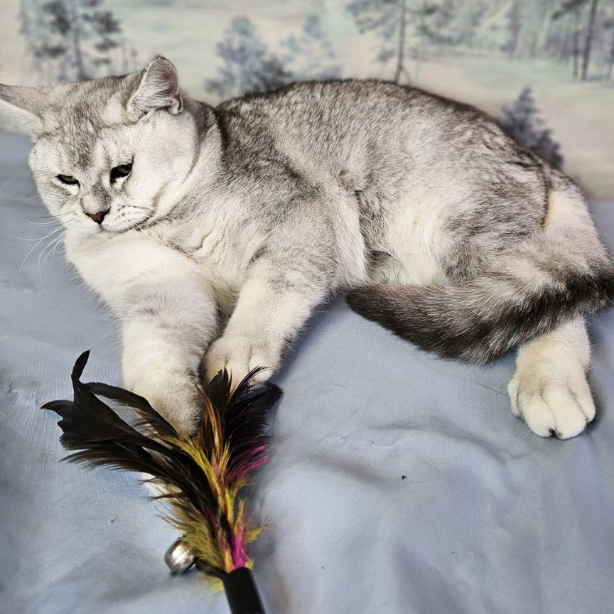 Котята британские шиншилы