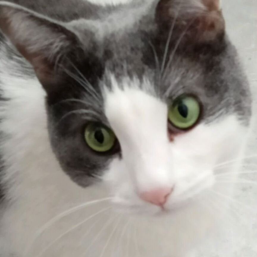 Кот Фунтик
