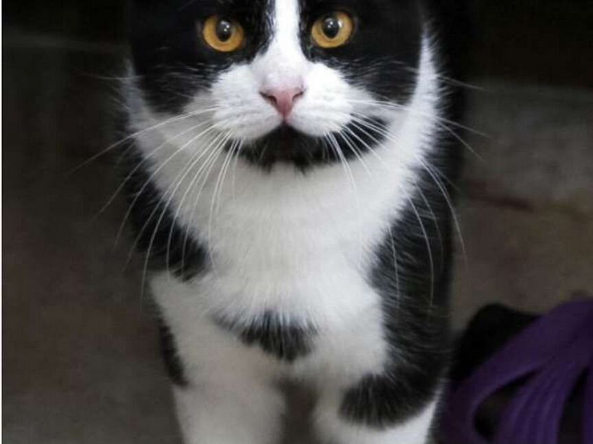 Котик Везунчик