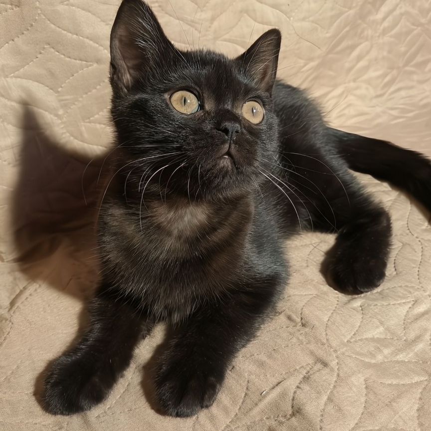 Шотландский прямоухий короткошёрстный котёнок