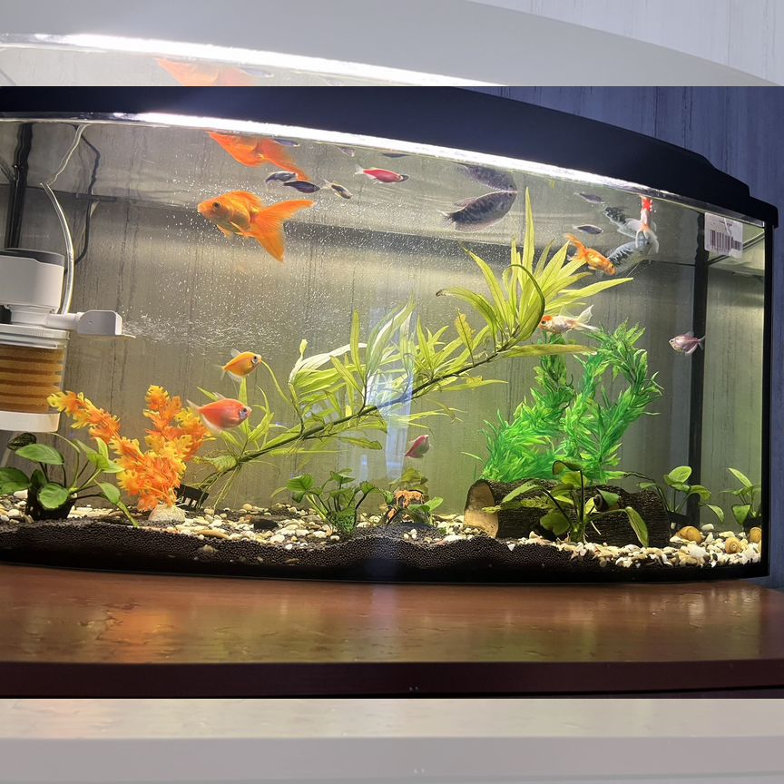 Обменяю рыбок