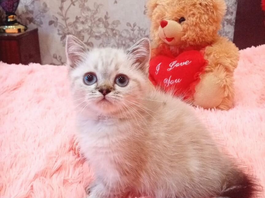 Шотландские котята колор-пойнт