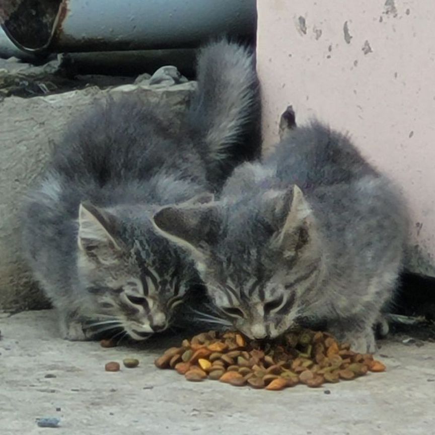Котята в добрые руки бесплатно