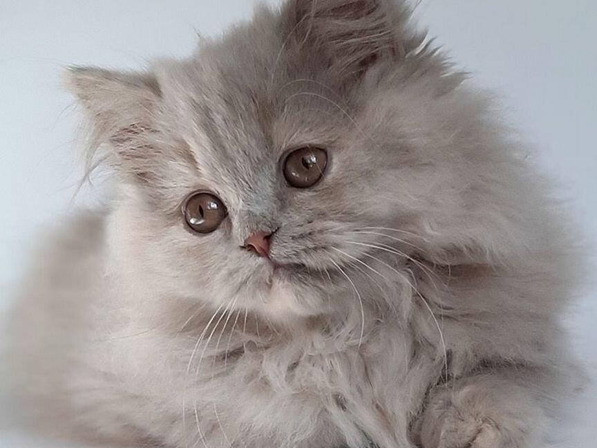 Британская длинношерстная кошечка