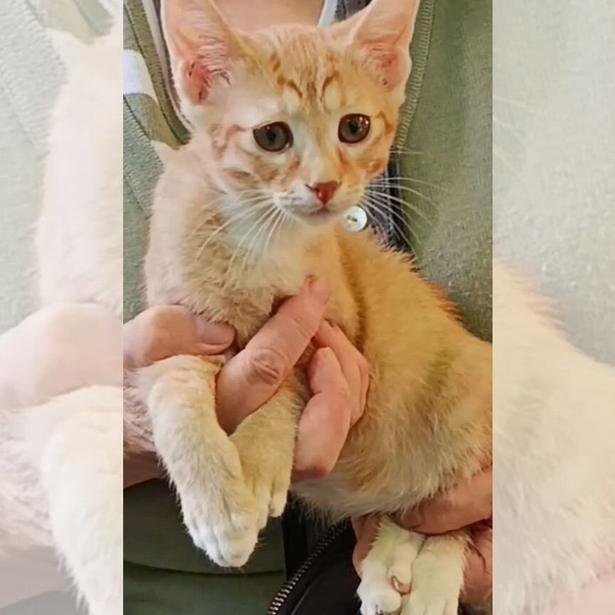 Котёнок в добрые руки
