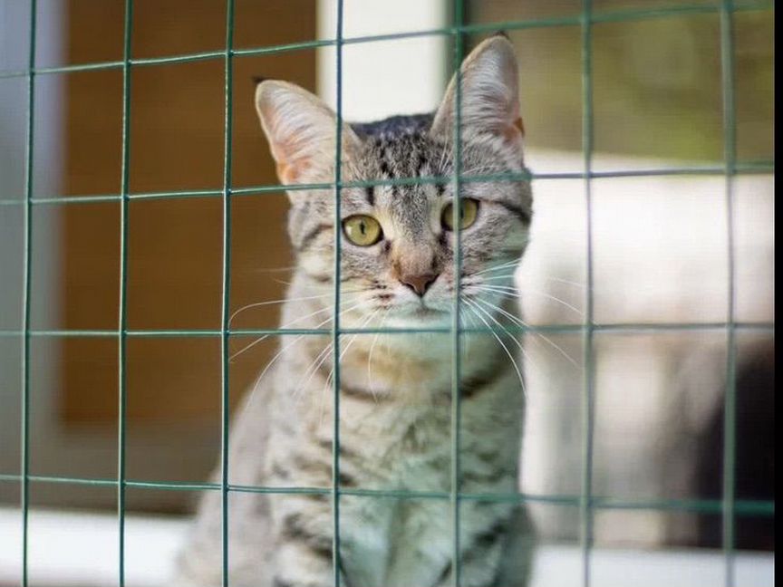 Кошка шпротик девочка