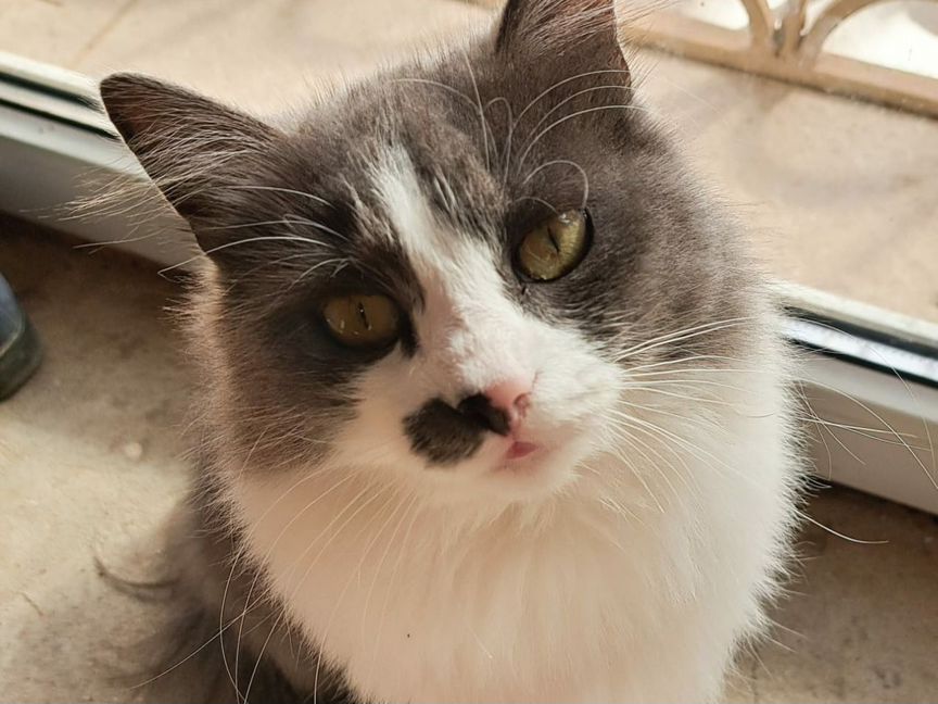 Кошка Нюта