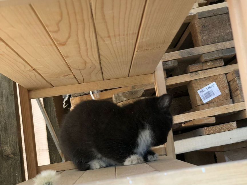 Котята бесплатно