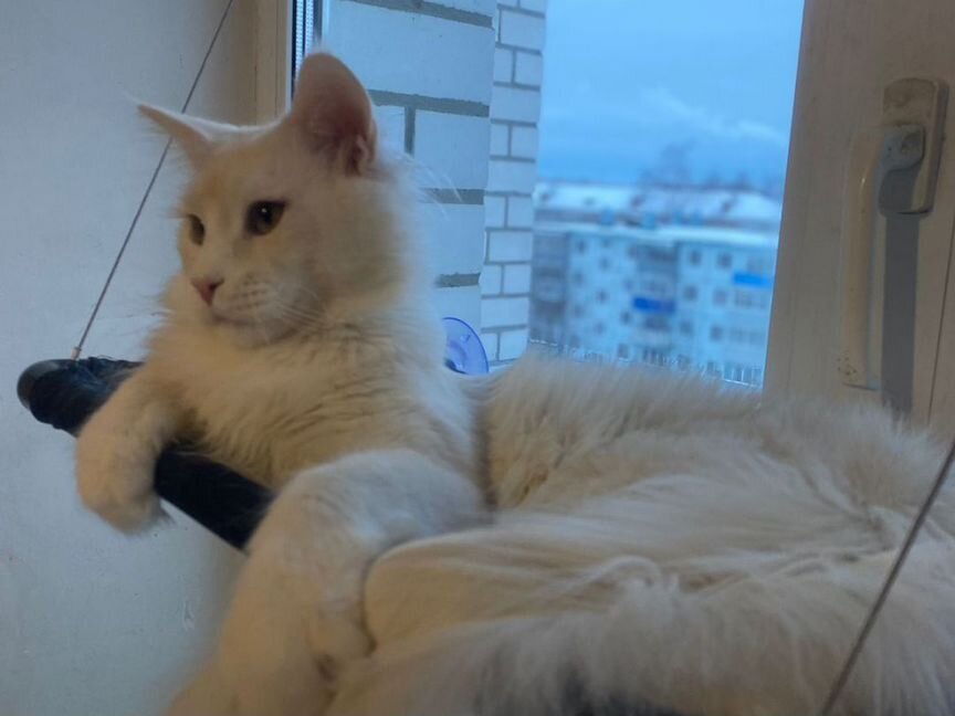 Кот Кун 1год
