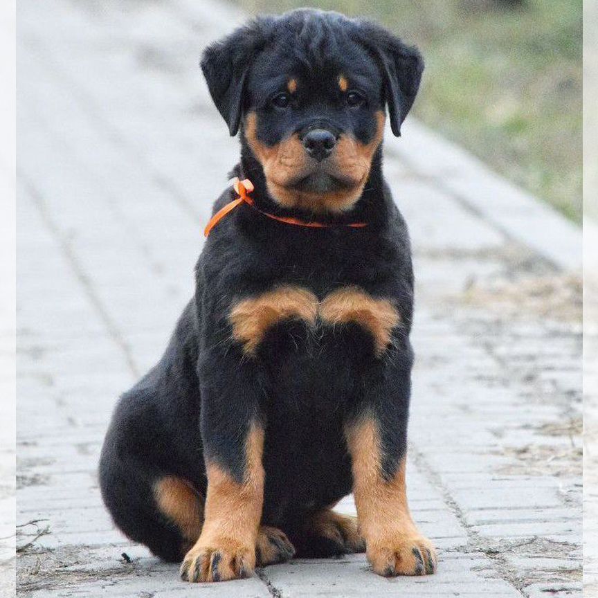 Ротвейлер, щенок