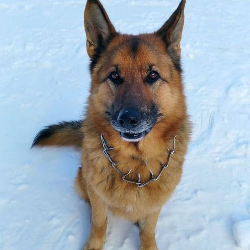 Немецкая овчарка