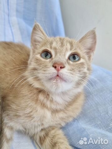 Невероятный синеглазый котенок ищет дом
