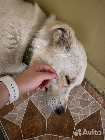 Собака в добрые руки