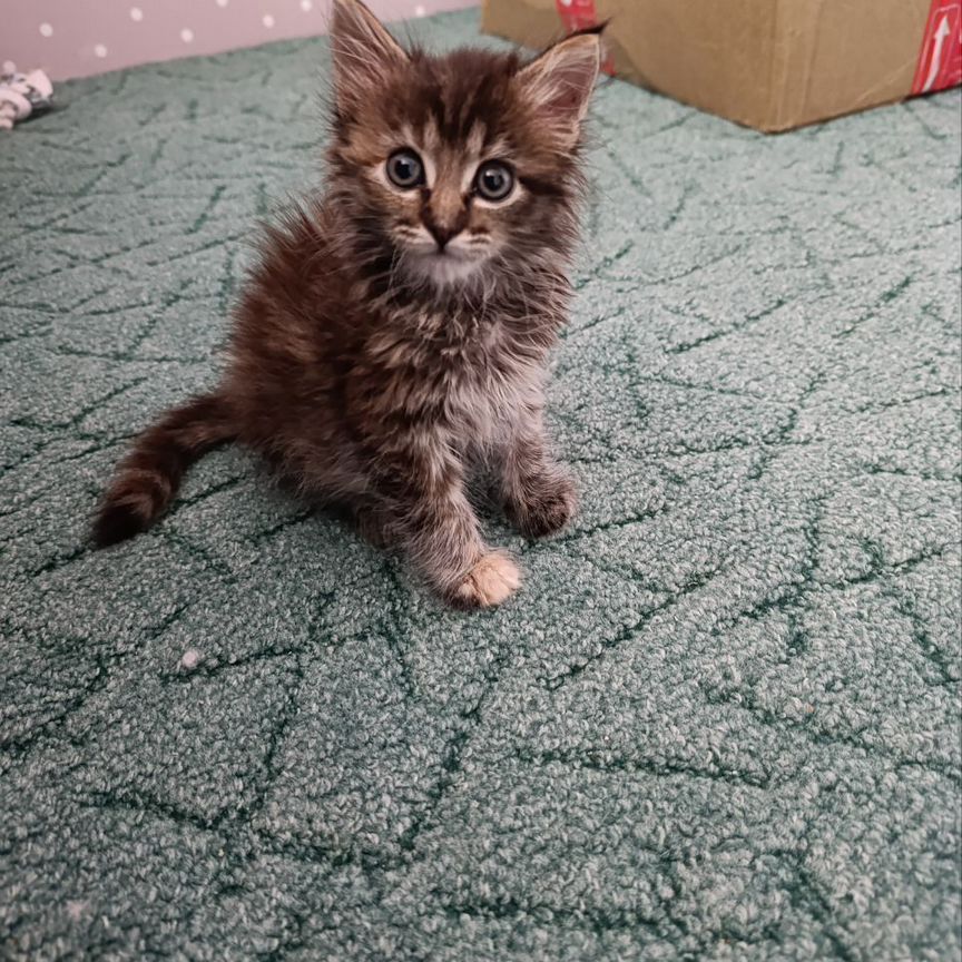 Котята мейн-кун