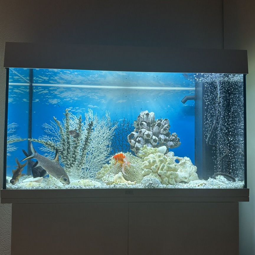 Аквариум juwel rio 125 LED с рыбами