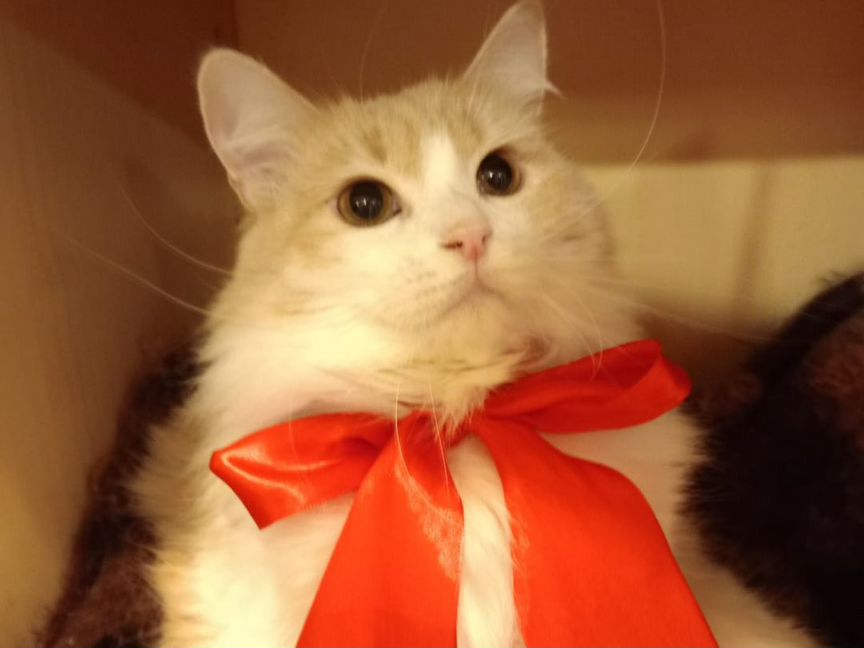 Молодая кошечка Ася полтора года