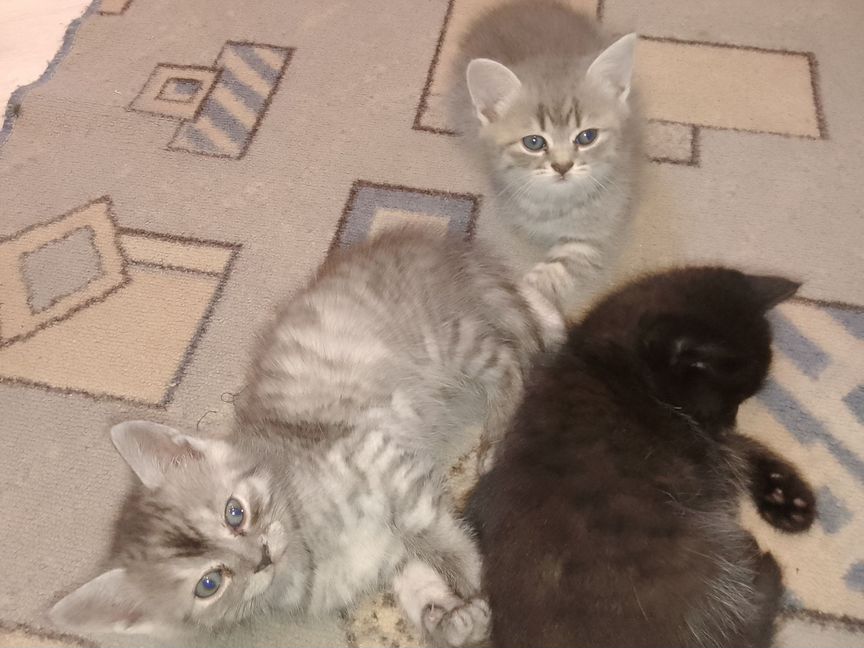 Кошка британская в дар