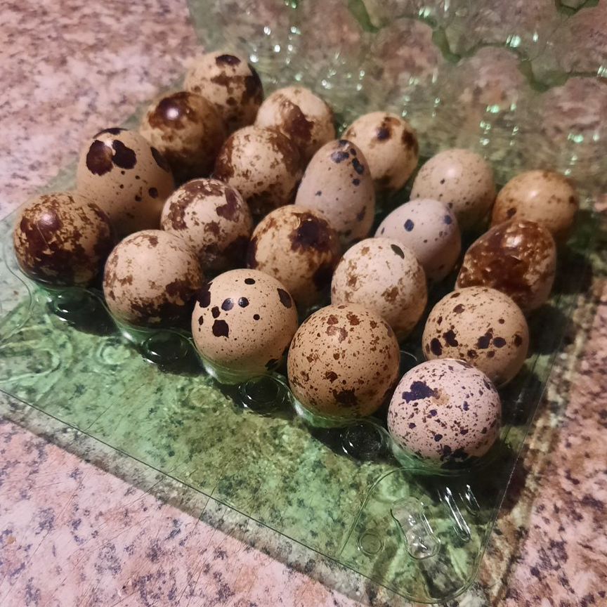 Перепела инкубационное яйцо техасцы