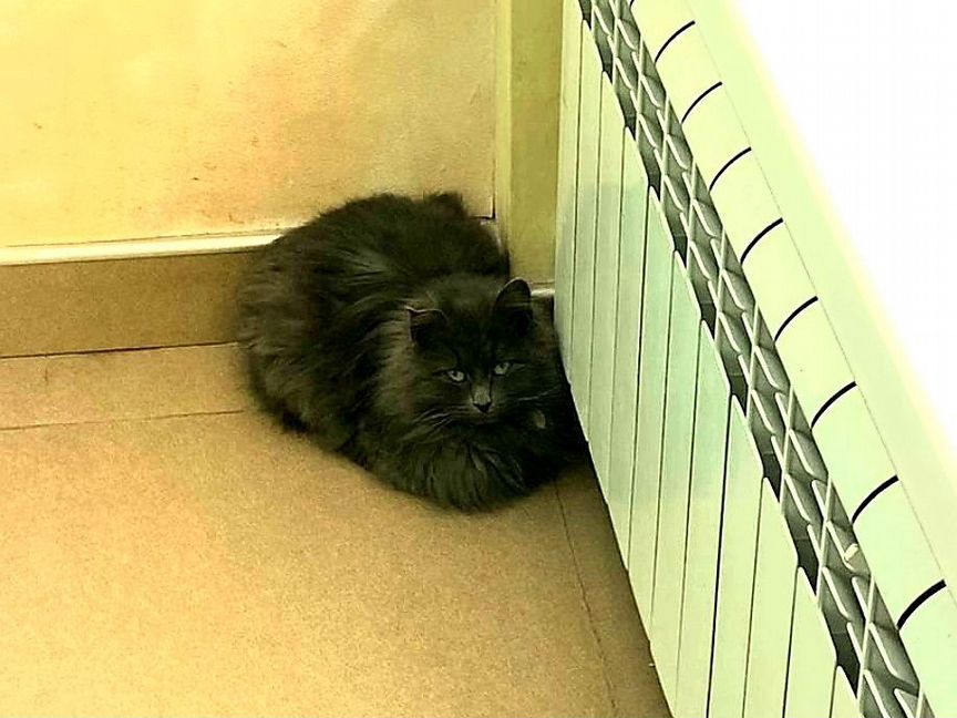 Котенок в добрые руки