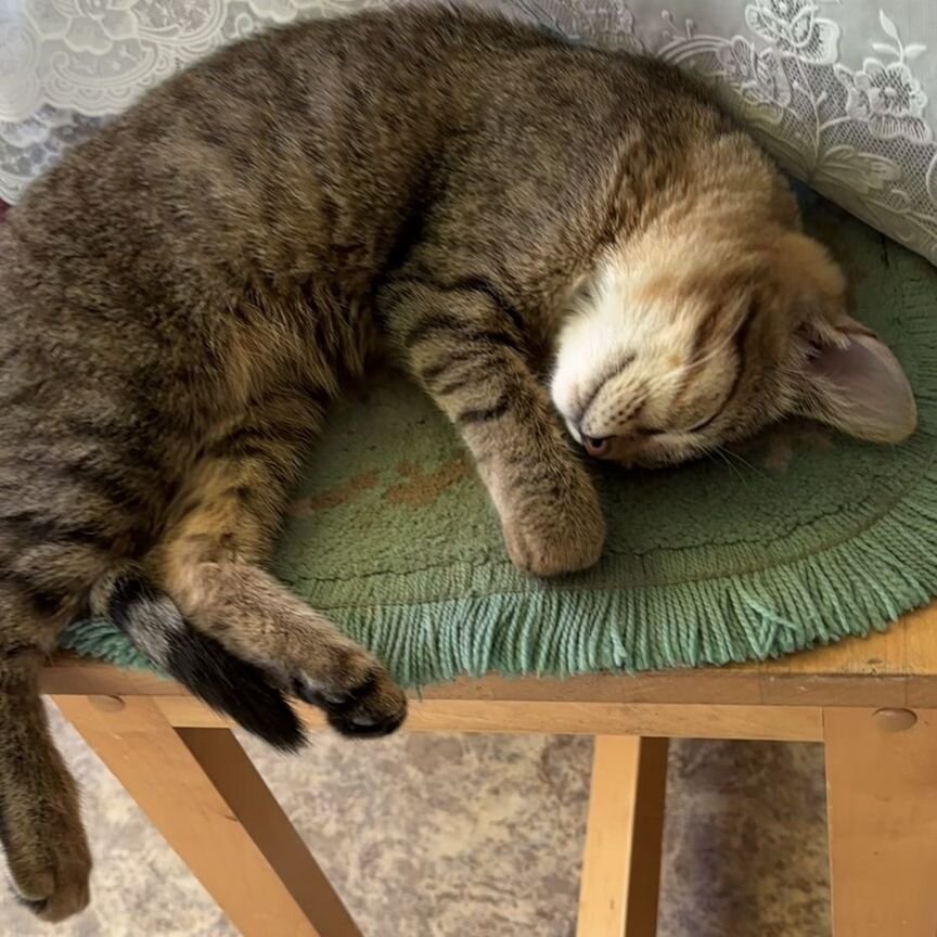 Котенок