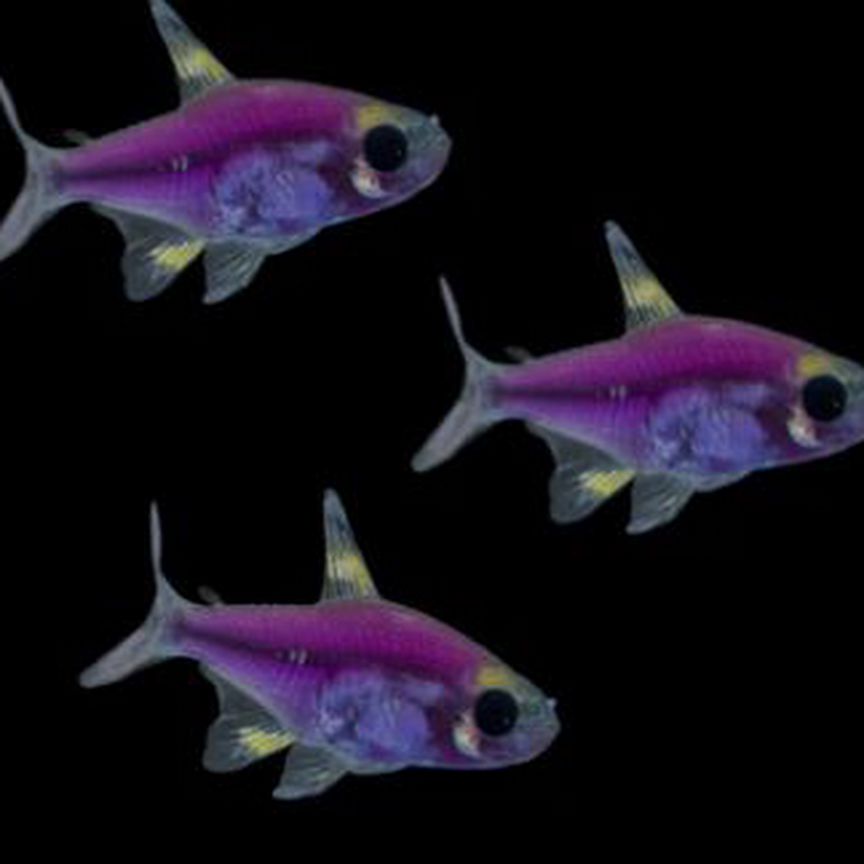 Пристелла GloFish Пурпурная