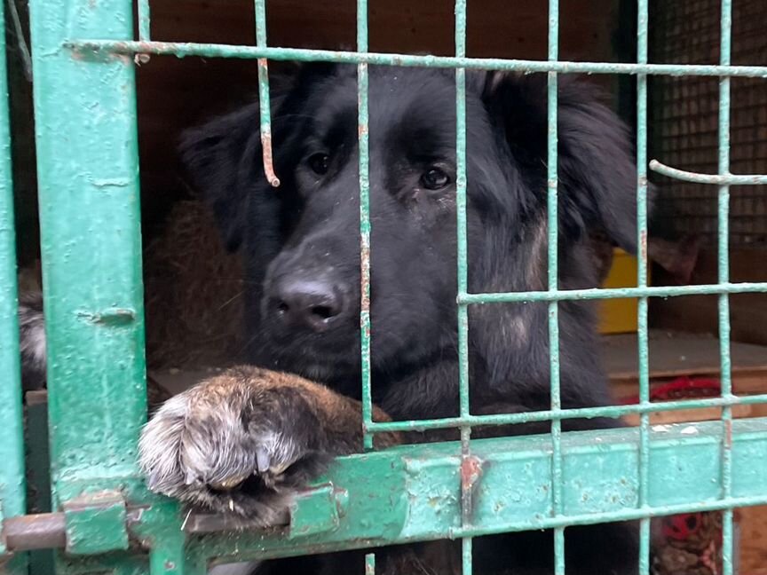Пушистая собака в дар