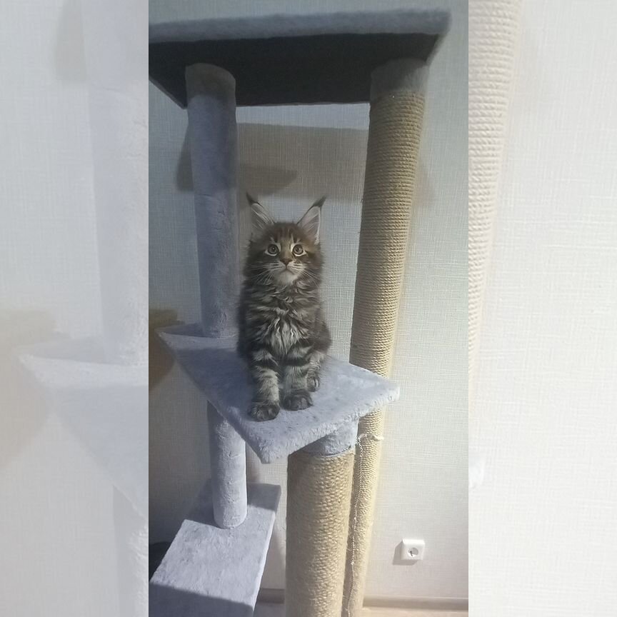 Котята мейн-кун