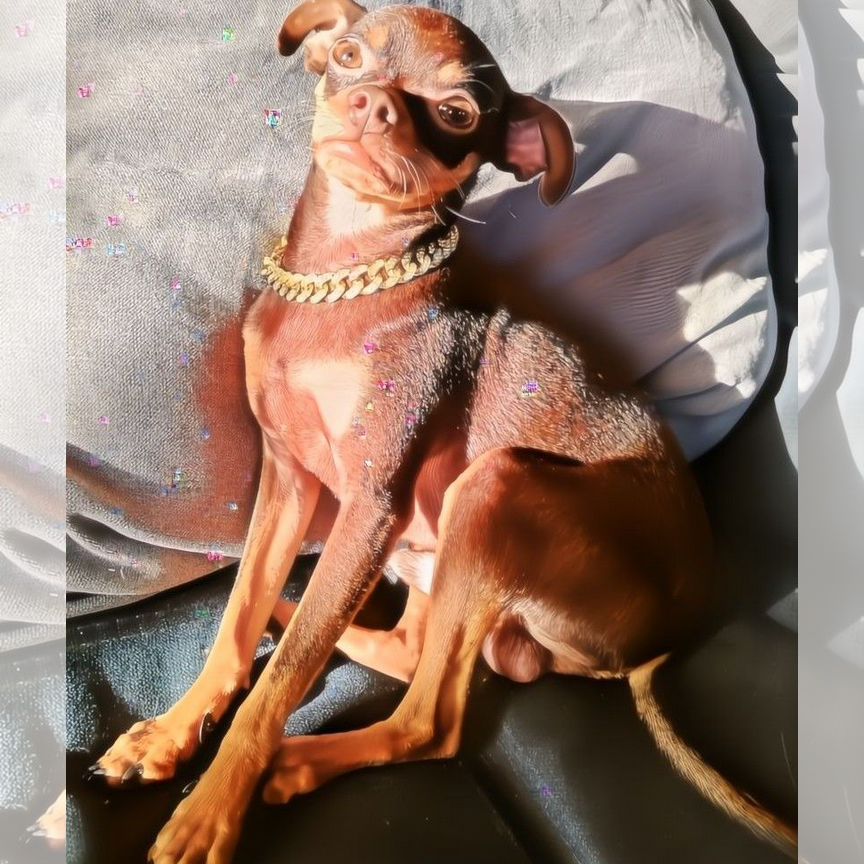 Русский той-терьер, взрослый пёс