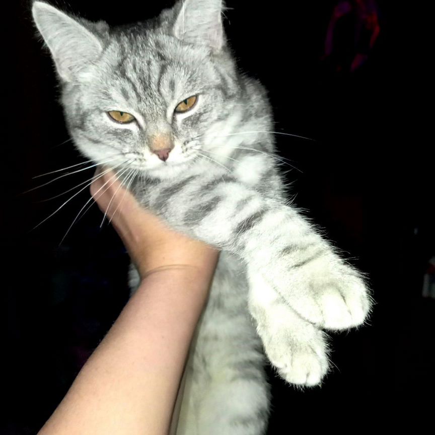 Отдам кису в добрые ручки