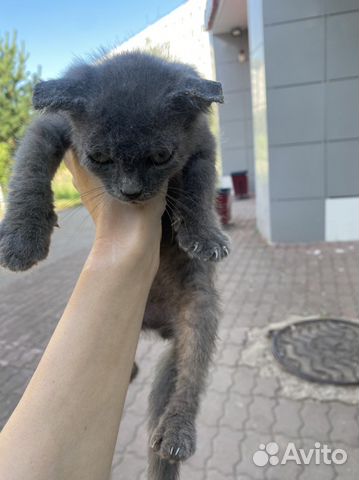 Британский котенок бесплатно