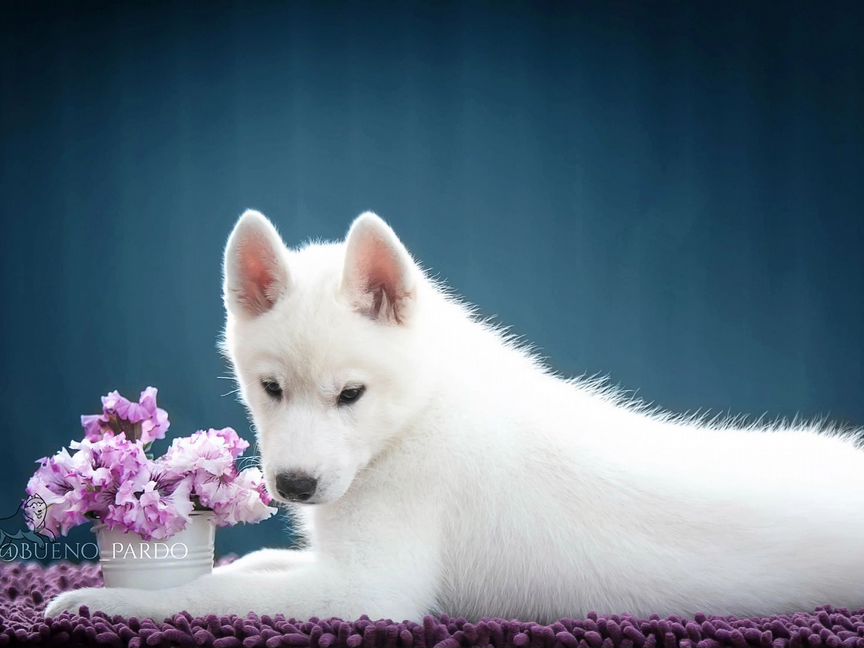 Белоснежные хаски