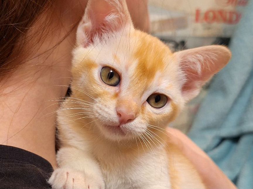 Котик бурманский солнечное чудо