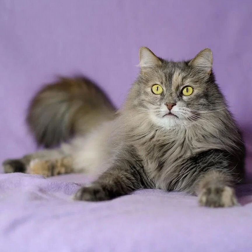 Взрослая, кошка в добрые руки